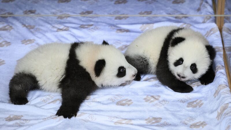 Zoo Berlin Reveals Names of Adorable Panda Twins: Meng Hao and Meng Tian - My News!
