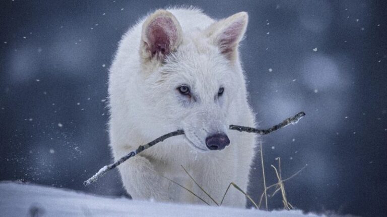 Scientists Create Wolves That Resemble Extinct Dire Wolves - My News!